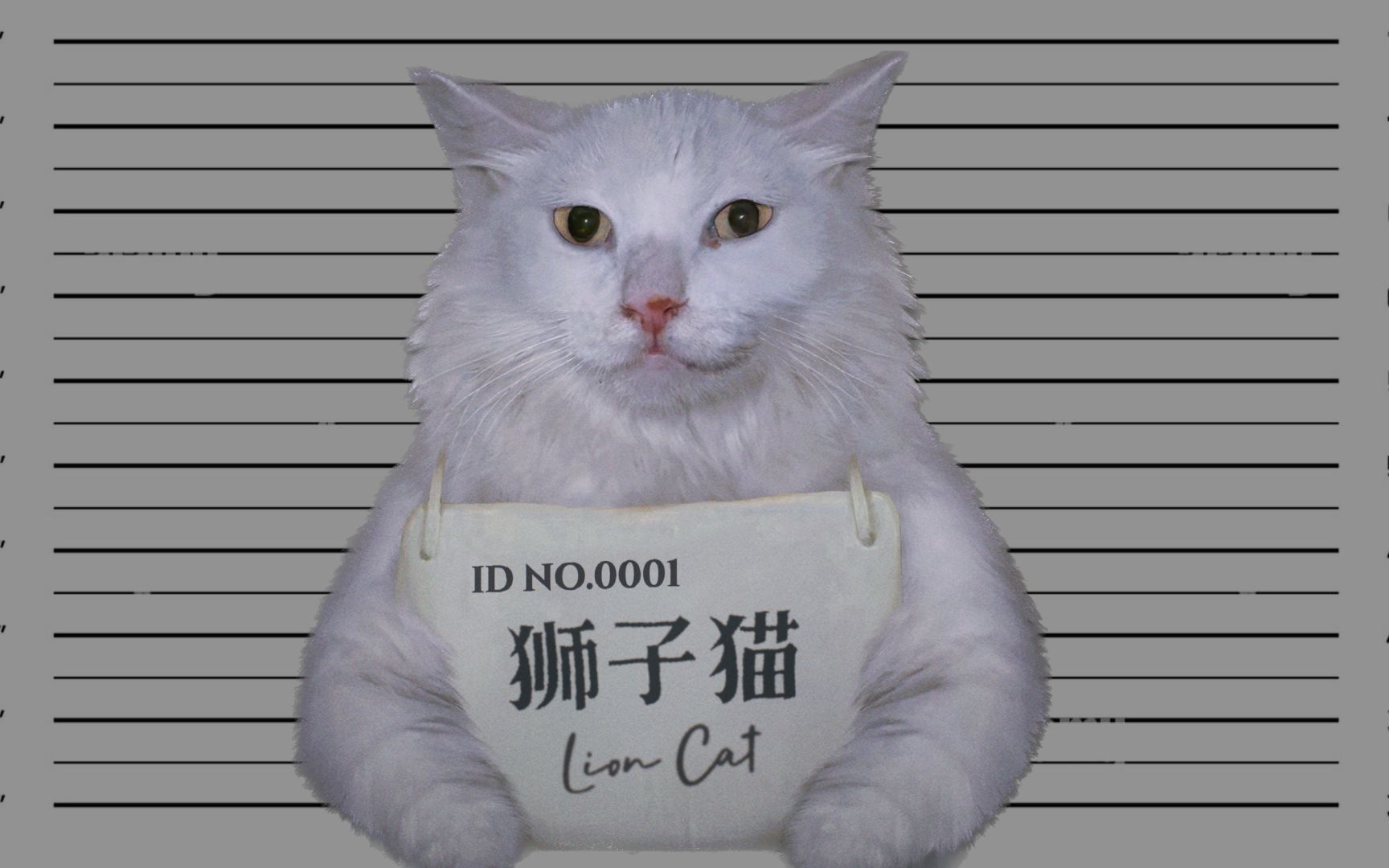 什么？猫德学院抓到狮子猫了！ 萌宠指南 萌宠指南 哔哩哔哩视频