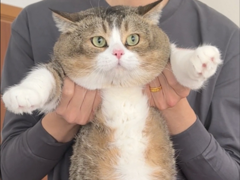 漫画照进现实？？-Caesar-Cat-Caesar-Cat-哔哩哔哩视频