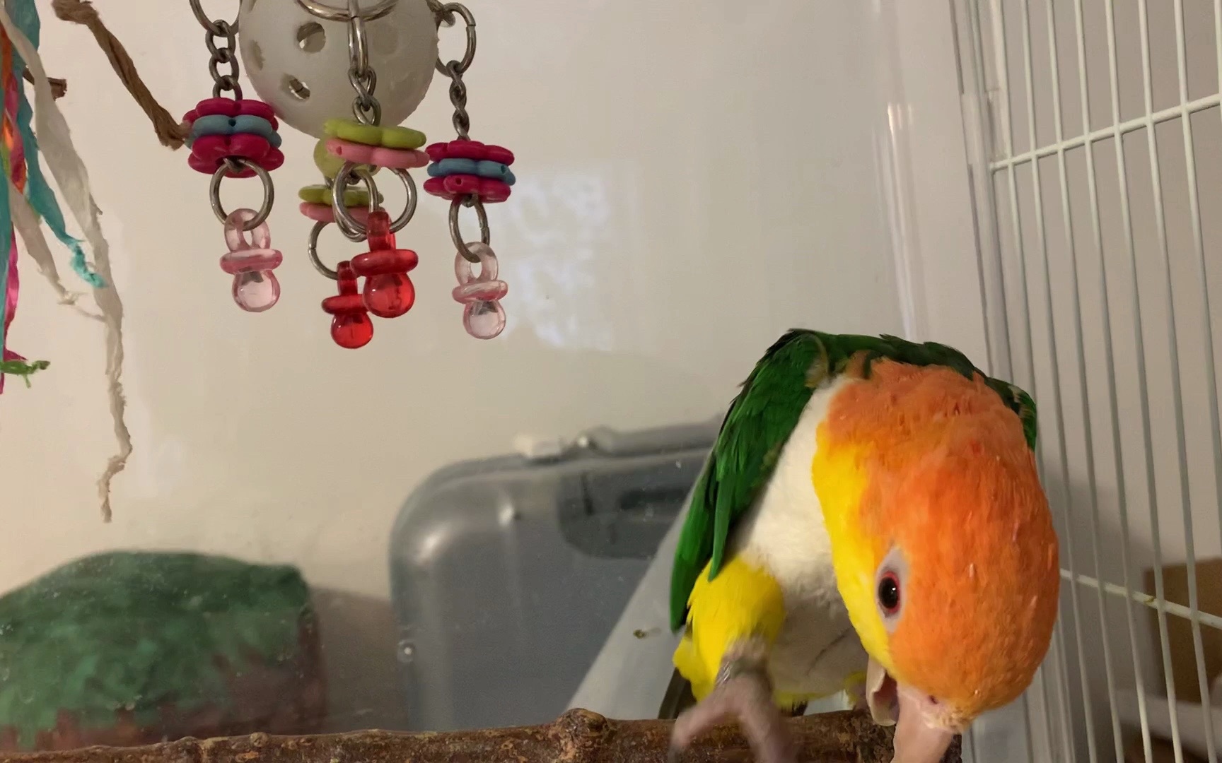 Today’s Ohayo 🥝🍅🥚🍋-Hideaki_Utsumi-Hideaki_Utsumi-哔哩哔哩视频