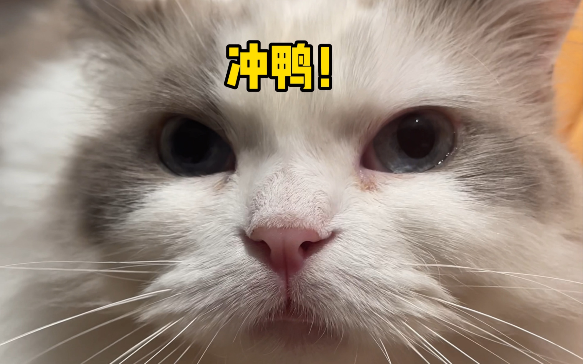 小龙 小虎 小云-汤圆爹地-汤圆爹地-哔哩哔哩视频