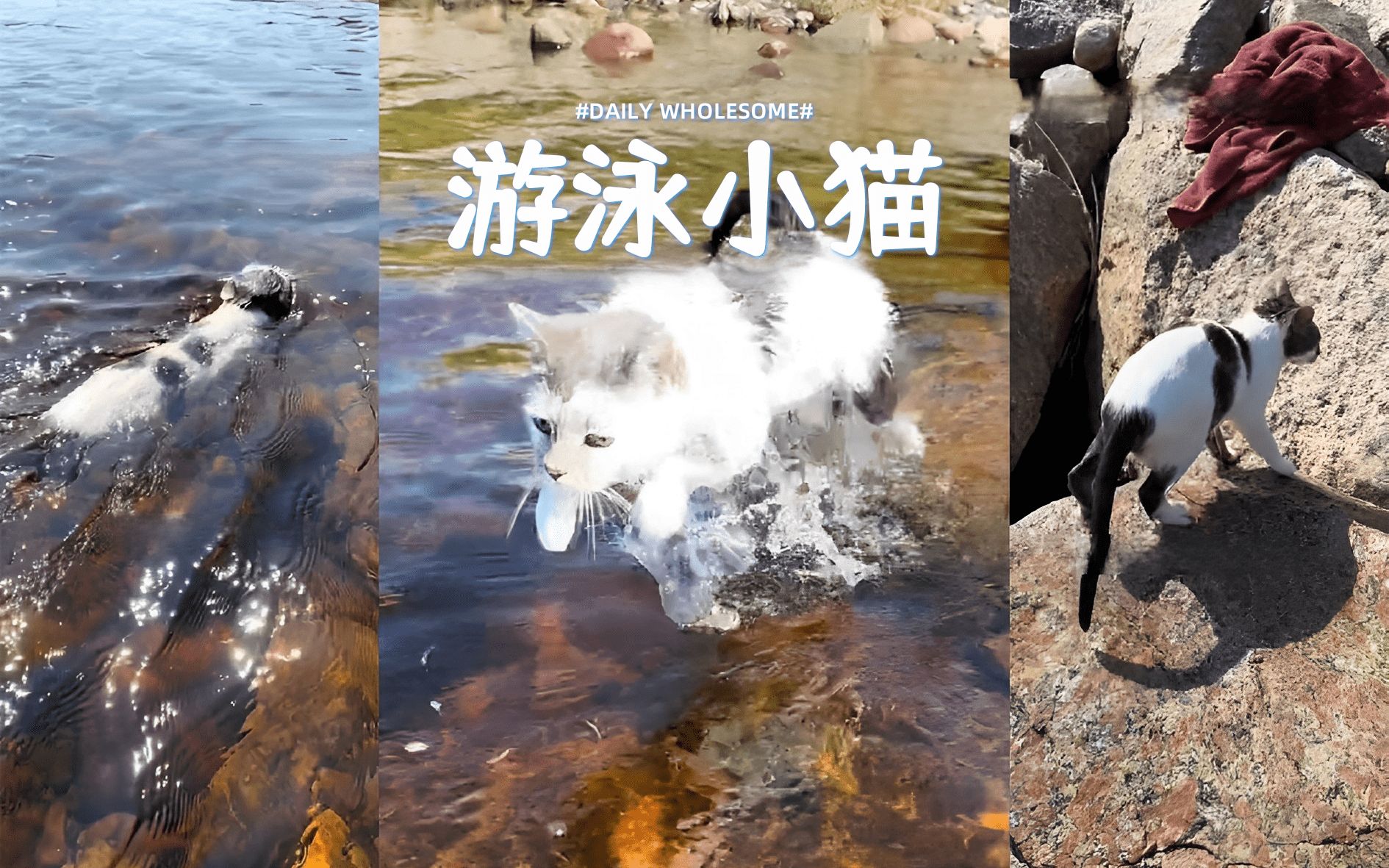 爱游泳,爱挑战的勇敢小猫猫 固执的daniel 固执的daniel 哔哩哔哩视频