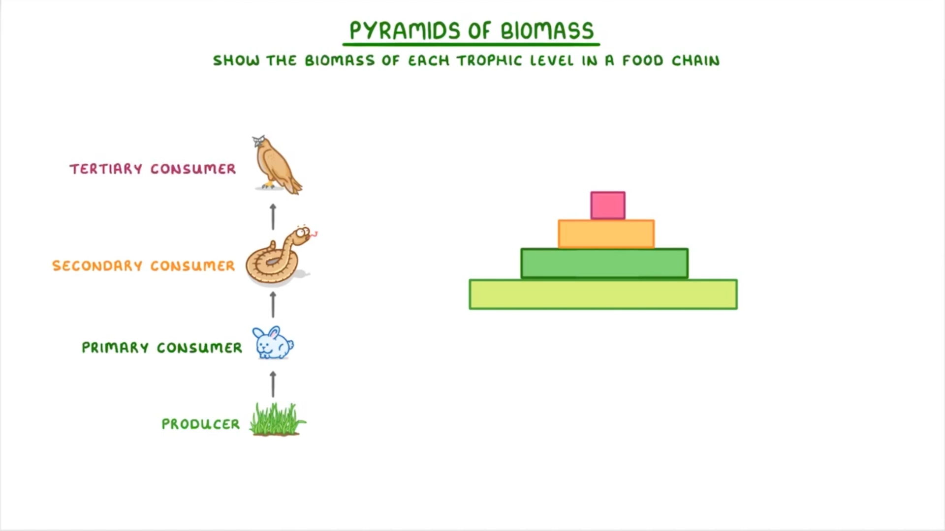GCSE Biology - Pyramids of Biomass #87-TDJ_GP-TDJ_GP-哔哩哔哩视频
