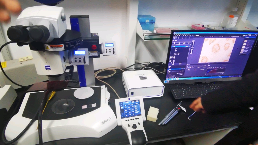 使用蔡司显微镜软件ZEN对图像嵌入标尺scale bar