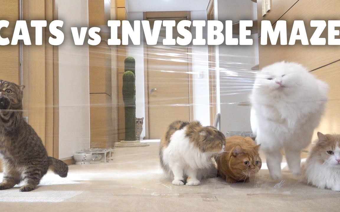 【Kittisaurus】猫咪VS看不见的迷宫_哔哩哔哩_bilibili