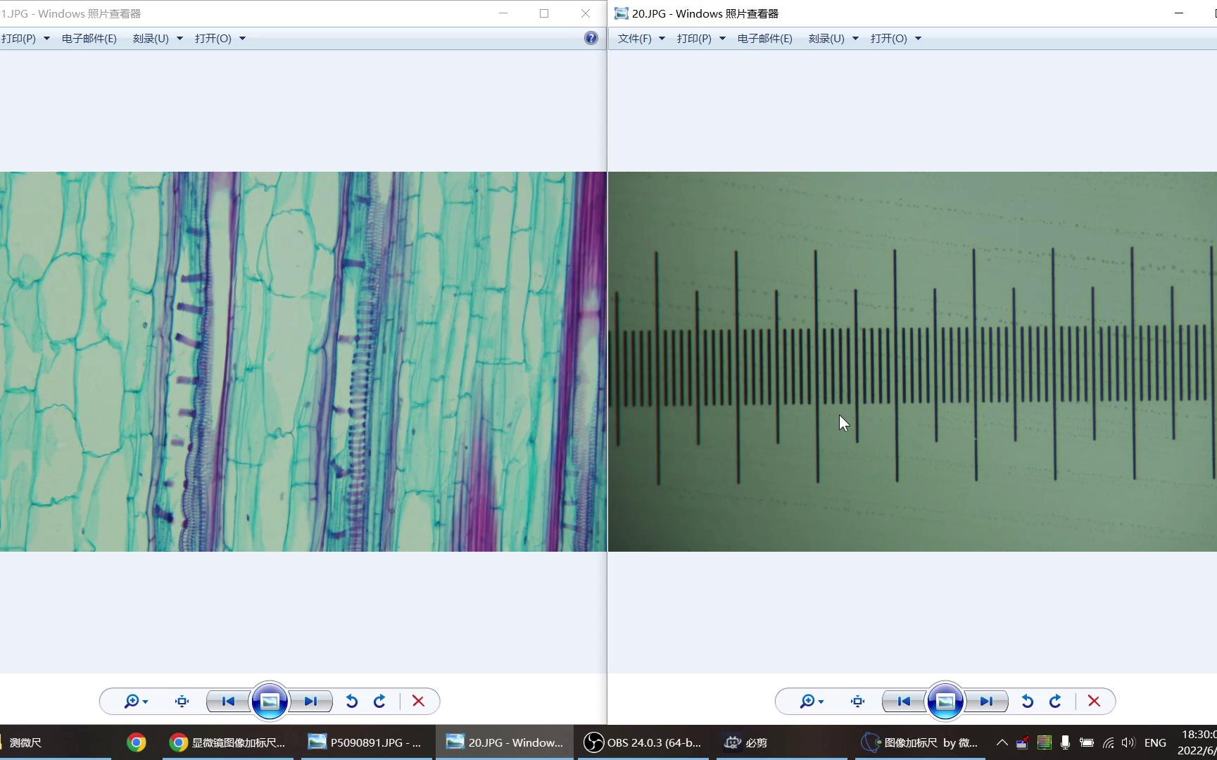 使用蔡司显微镜软件ZEN对图像嵌入标尺scale bar
