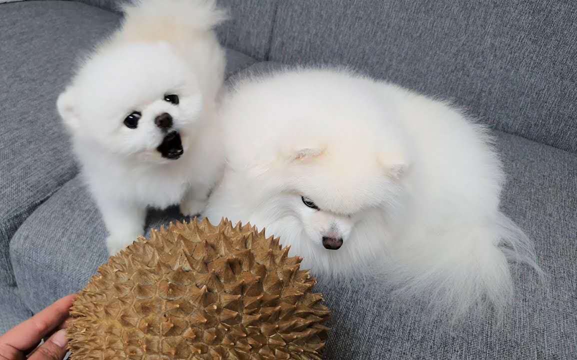 【中字】 RuPong一家｜狗狗们与榴莲的初次见面｜狗狗吃播_哔哩哔哩_bilibili