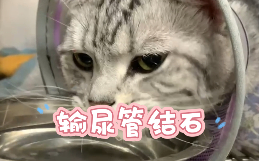 呕吐可能是很多原因引起的，鉴别诊断的重要性。-领航动物医院-来刀刀-领航动物医院-来刀刀-哔哩哔哩视频