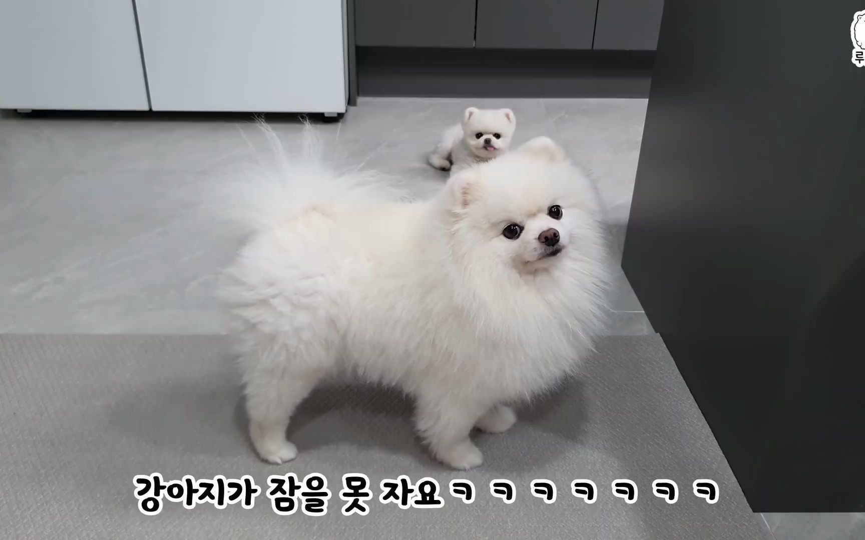 狗狗失眠啦【韩国博美犬RUDY&PONGKI】【搬什么搬运】_哔哩哔哩 (゜-゜)つロ 干杯~-bilibili