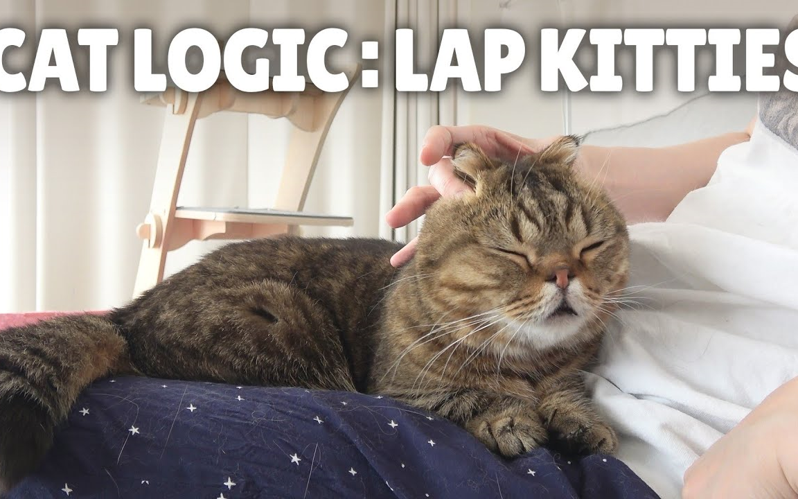 【Kittisaurus】【中英】猫咪的逻辑：膝盖猫咪_哔哩哔哩_bilibili