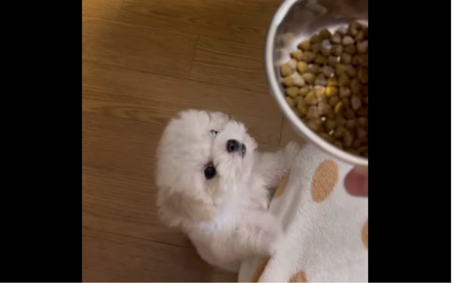 【Daegal ｜钟辰乐】都进来听修狗撒娇🫶🏻世界上最可爱的修狗钟黛噶_哔哩哔哩_bilibili