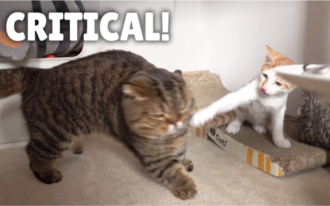 【Kittisaurus】【中字】LuLu被DoDo揍了！_哔哩哔哩_bilibili