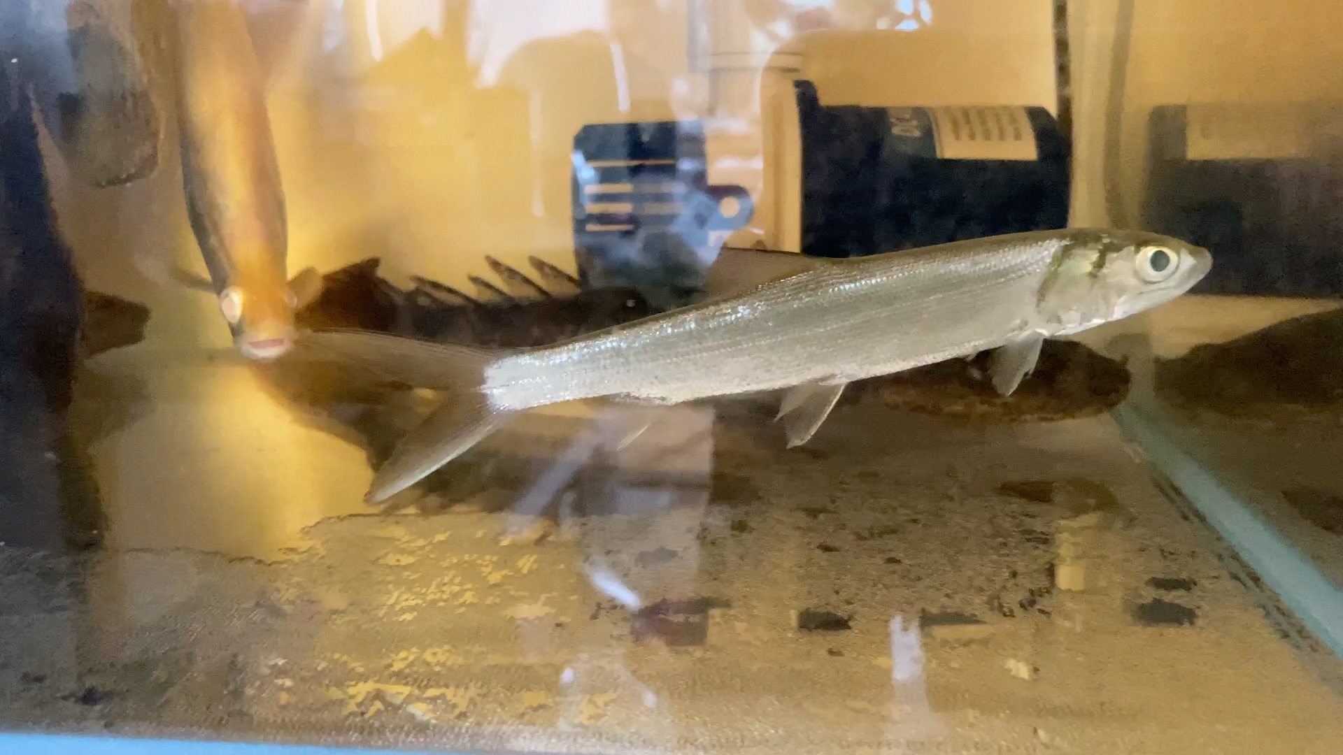 【新鱼Vlog 10】夏威夷海鲢（Elops hawaiensis）入缸_哔哩哔哩_bilibili