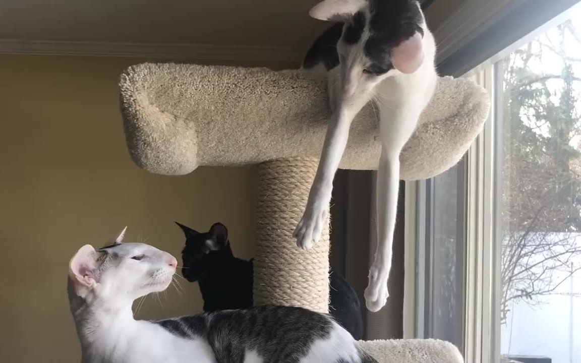 【Dobby Cat】大长腿超模的骚扰 - Teddy Long Legs_哔哩哔哩_bilibili