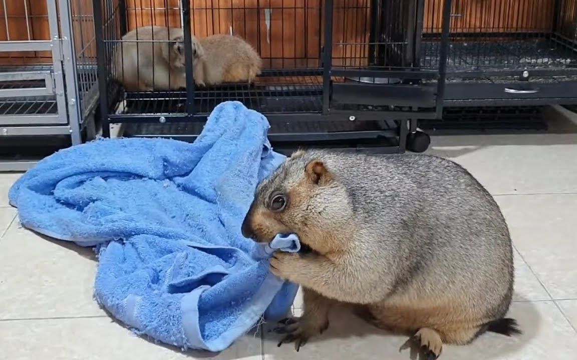 土拨鼠和毛巾的战斗-taoz大人-taoz大人-哔哩哔哩视频