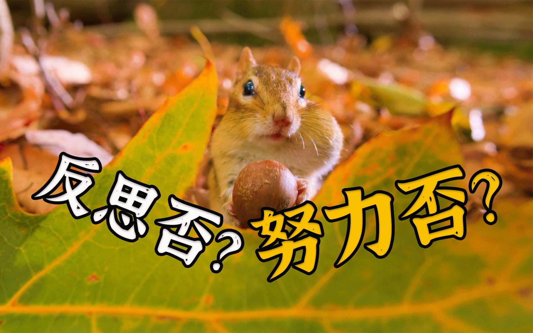 反 思 否 ？ 努 力 否 ？-光仔萌兽日记-光仔萌兽日记-哔哩哔哩视频