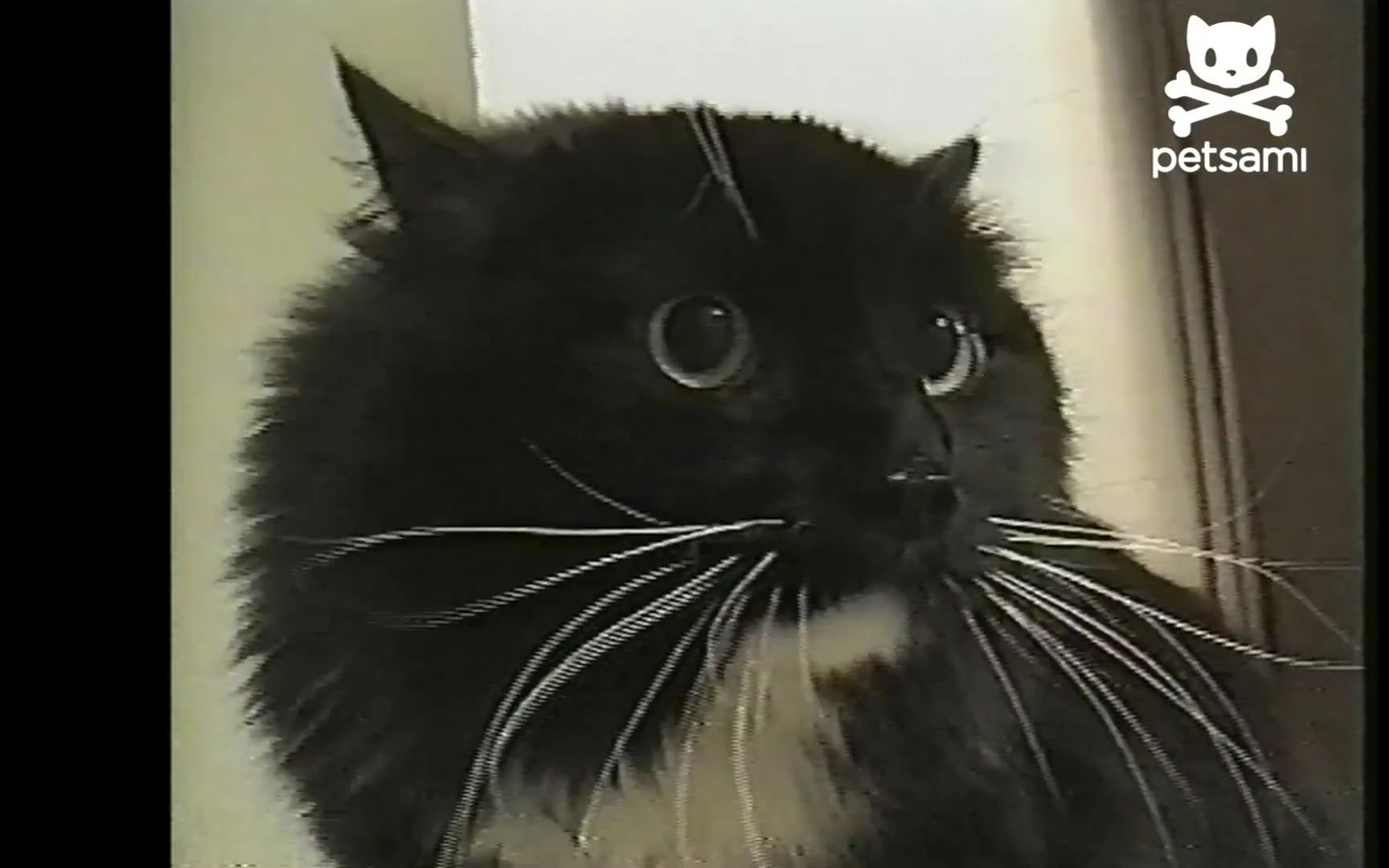 oh long jonson_哔哩哔哩_bilibili