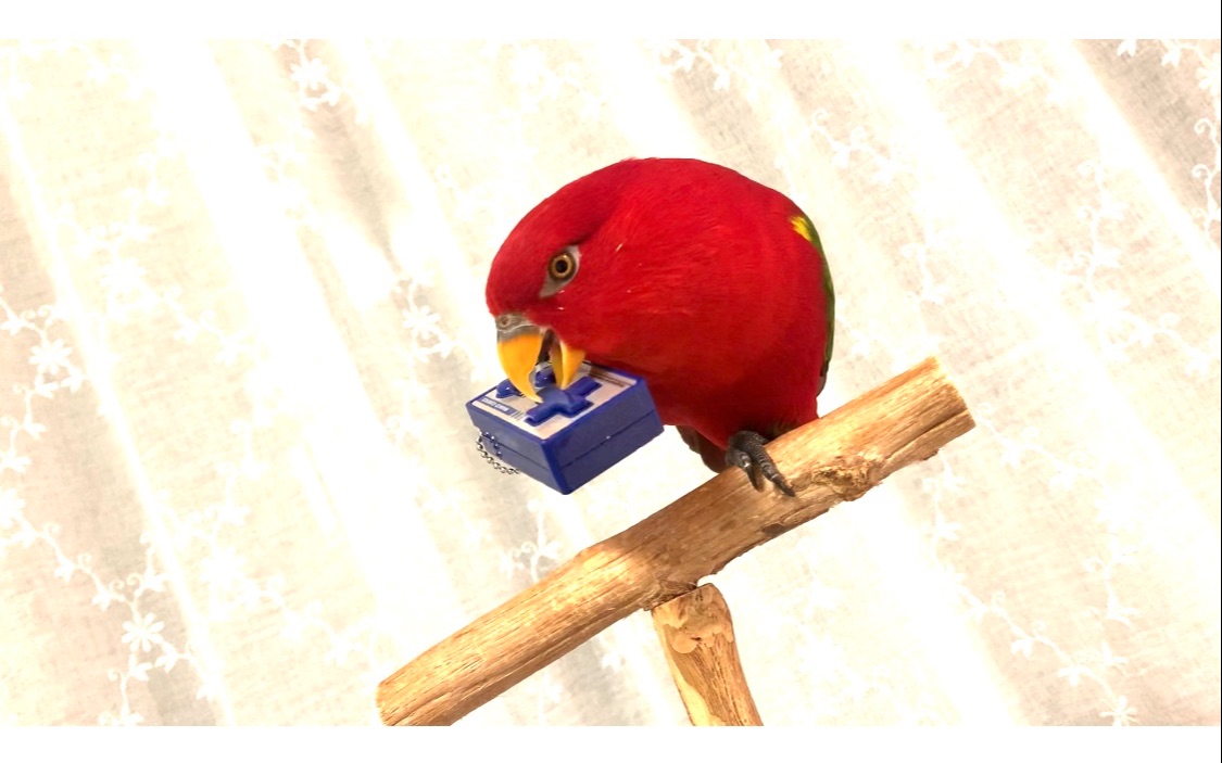 Red birb🍅XEVIOUS-Hideaki_Utsumi-Hideaki_Utsumi-哔哩哔哩视频