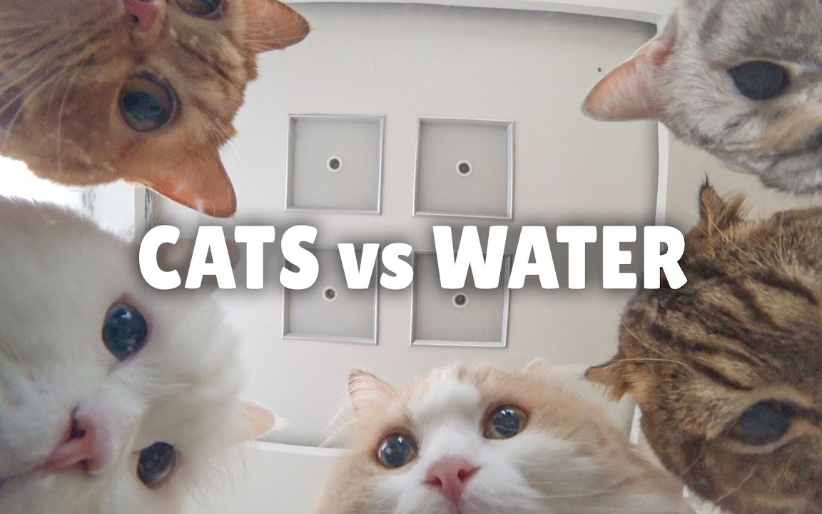 【Kittisaurus】猫咪VS水 （2）_哔哩哔哩 (゜-゜)つロ 干杯~-bilibili