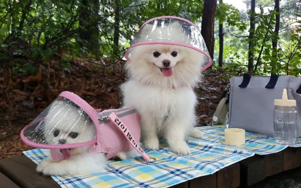 【中字】RuPong一家｜在散步路上，能让Pongki飞奔的理由｜狗狗散步的治愈日常_哔哩哔哩_bilibili