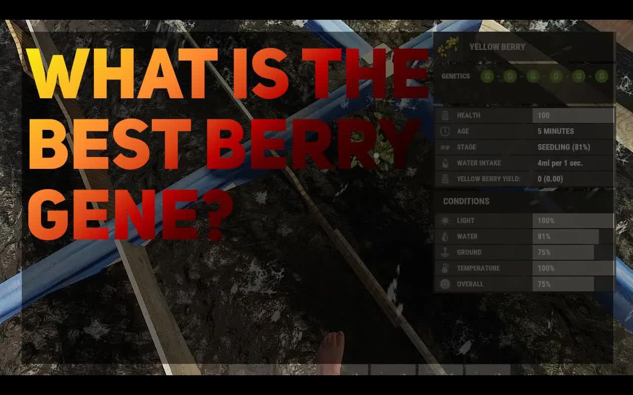 Rust | 浆果的最佳基因组合是？ - Tamura77_哔哩哔哩_bilibili