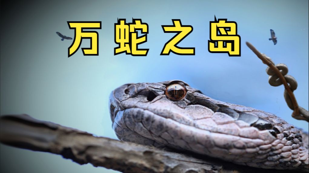 【行记】蛇岛探秘，目击毒蛇王国的不朽传奇！-Viperman_TV-Viperman_TV-哔哩哔哩视频