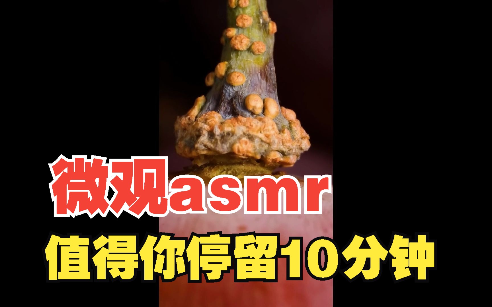 微观asmr，值得你停留10分钟-asmr优选-asmr优选-哔哩哔哩视频