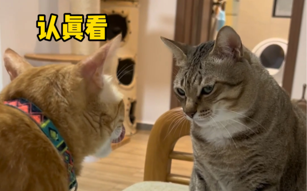 大咪和小咪的日常-好多喵meow-好多喵meow-哔哩哔哩视频