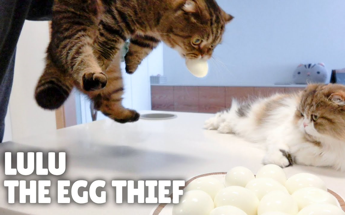 【Kittisaurus】【中字】Lulu偷蛋贼！_哔哩哔哩_bilibili