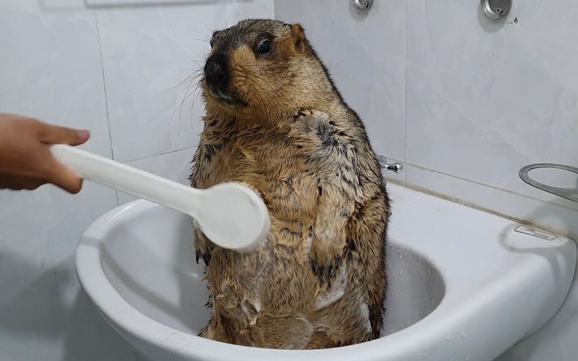 土拨鼠第一次用刷子洗澡-taoz大人-taoz大人-哔哩哔哩视频