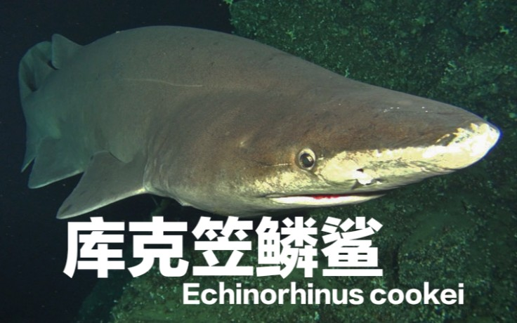 Echinorhinus Cookei