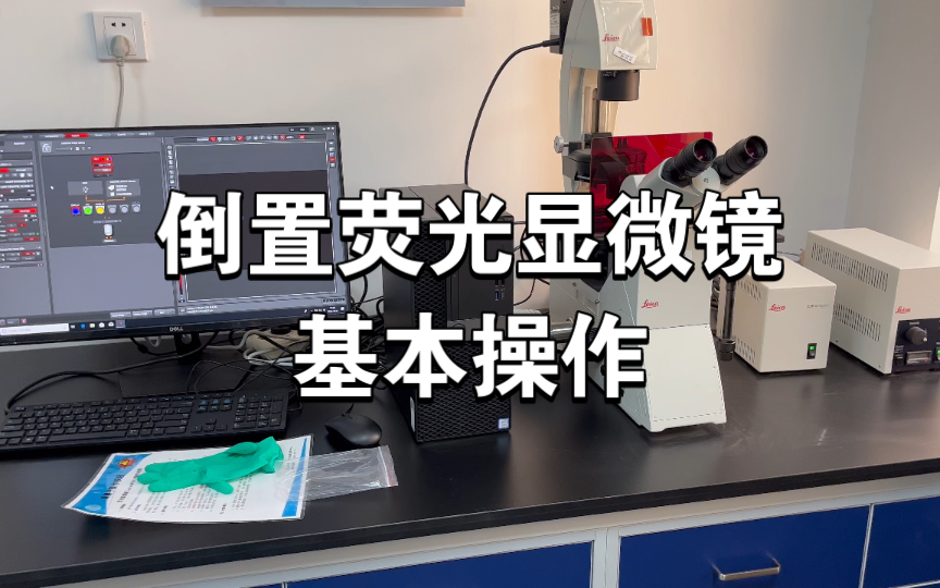 使用蔡司显微镜软件ZEN对图像嵌入标尺scale bar