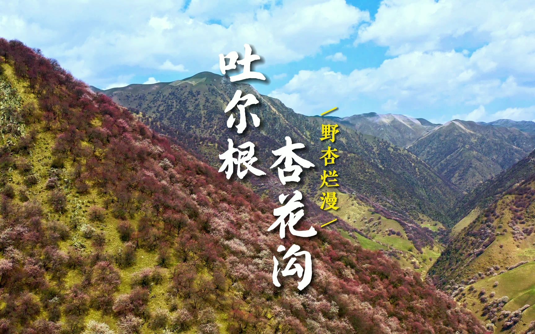 吐尔根杏花沟｜当春风吹过伊犁河谷-中国国家地理景观-中国国家地理景观-哔哩哔哩视频