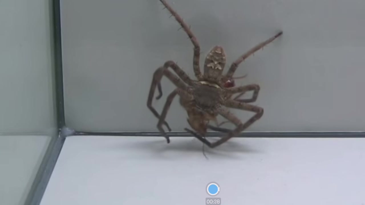 【白额高脚蛛的双杀】连续捕食蟑螂_哔哩哔哩_bilibili