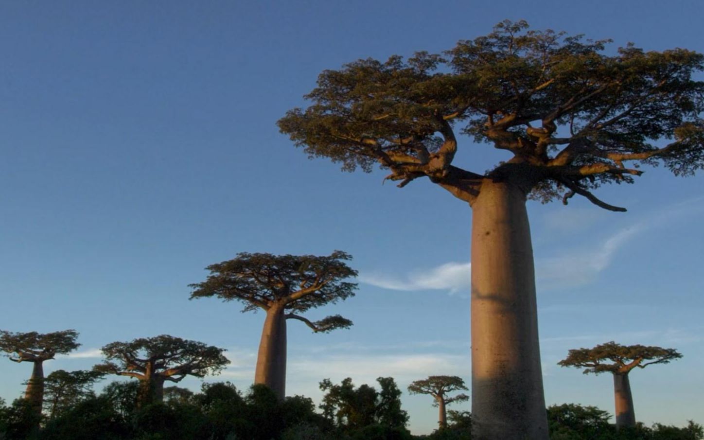 【BBC纪录片】午夜盛开的猴面包树_哔哩哔哩_bilibili