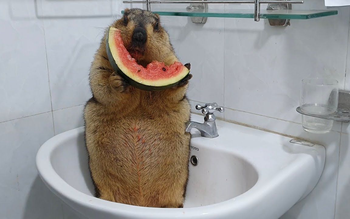 土拨鼠吃西瓜-taoz大人-taoz大人-哔哩哔哩视频