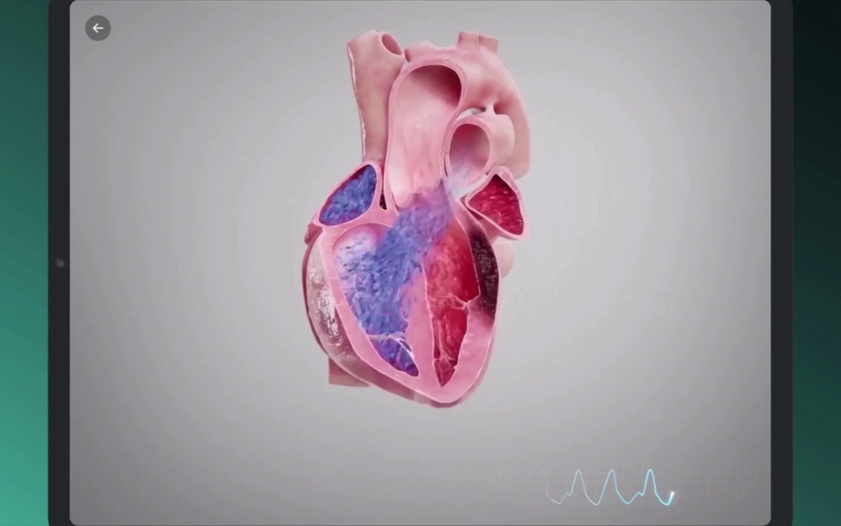 Complete Anatomy 2021 for Mac(3D医学软件)__v7.2.0官方版_哔哩哔哩_bilibili