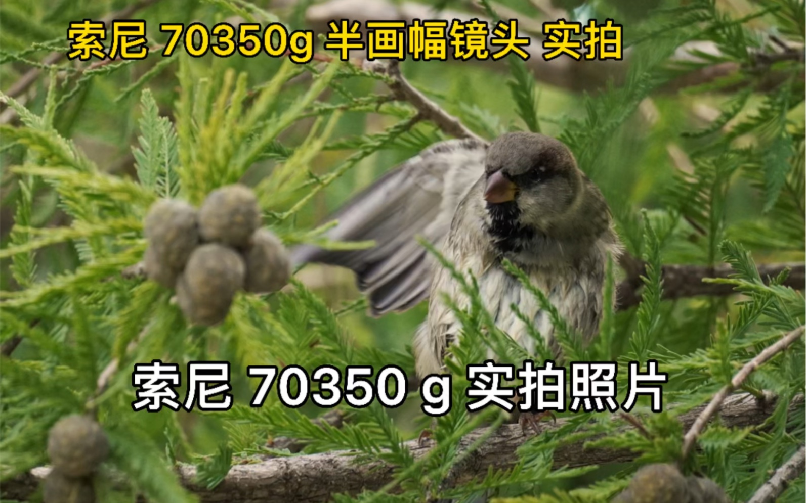 索尼 70350 G APSC 镜头 实拍照片_哔哩哔哩_bilibili