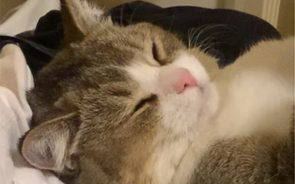 猫的理解能力都这么强吗？-Caesar-Cat-Caesar-Cat-哔哩哔哩视频