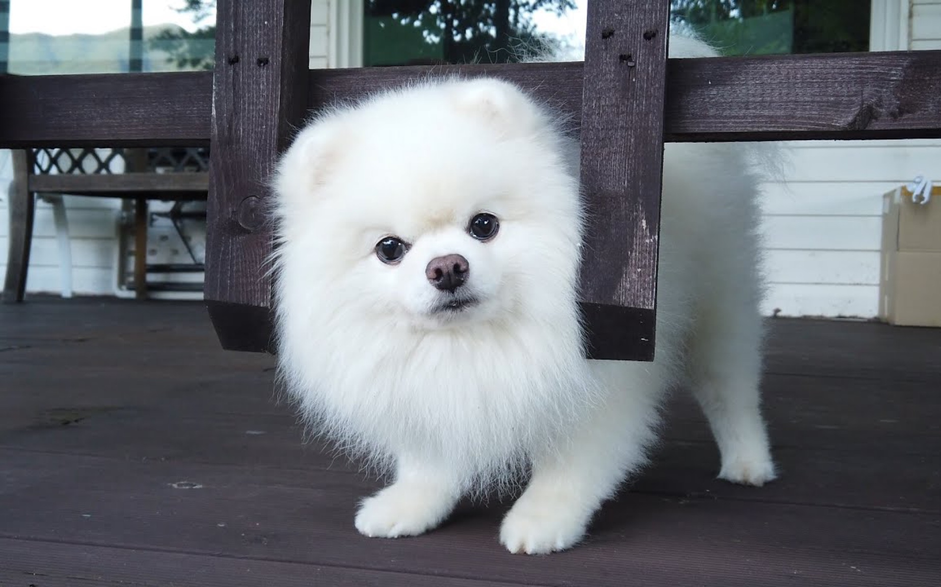 【中字】RuPong一家｜在草地上开心到转圈圈的狗狗｜治愈解压_哔哩哔哩_bilibili