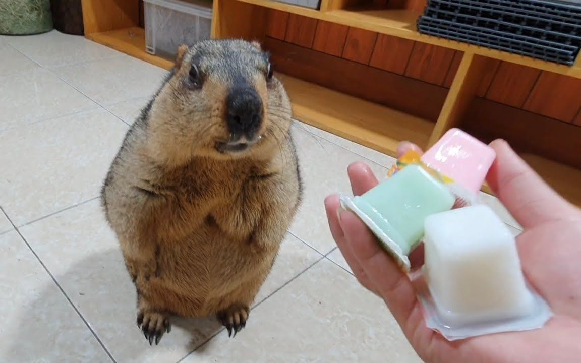 土拨鼠吃果冻-taoz大人-taoz大人-哔哩哔哩视频