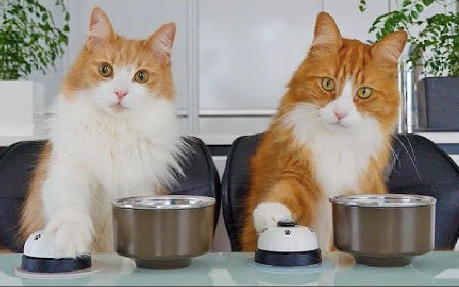 猫咪只要按铃，就能召唤铲屎官投喂？【JunsKitchen】-JunsKitchen-JunsKitchen-哔哩哔哩视频