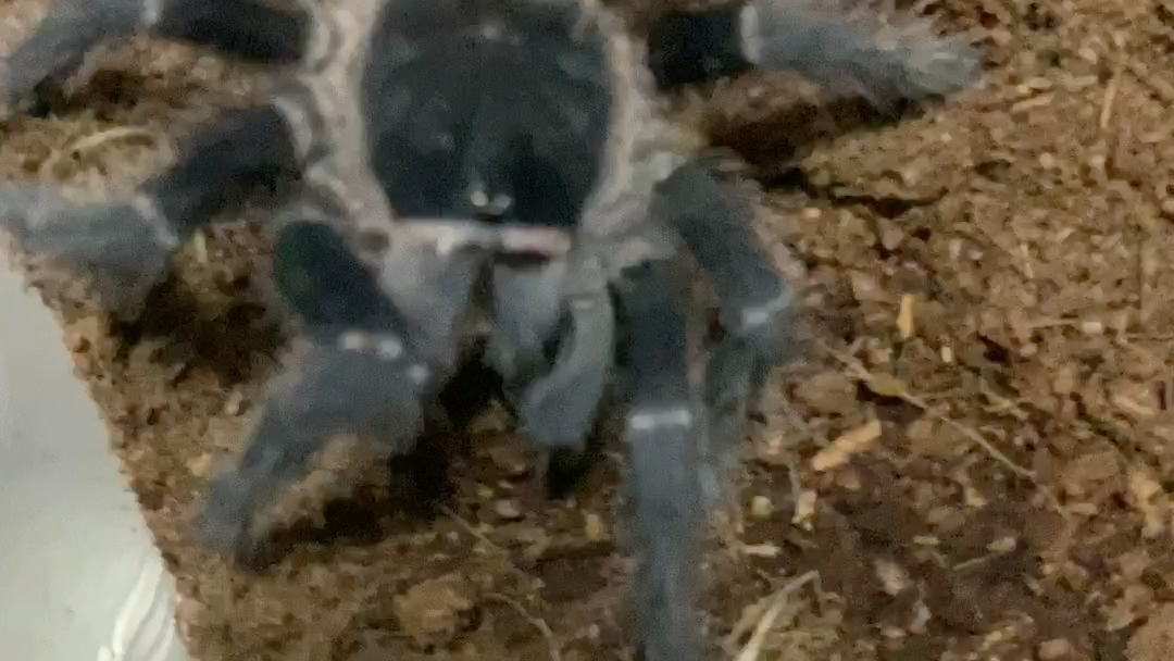 所罗门也并非传言中的那么怂_哔哩哔哩 (゜-゜)つロ 干杯~-bilibili