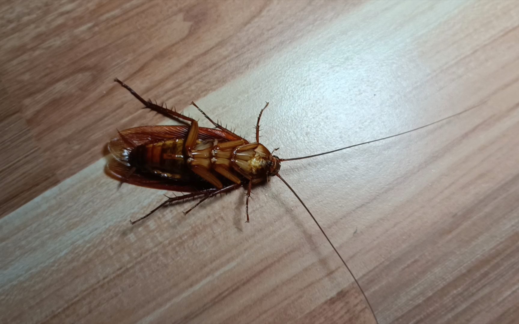 房间里和蟑螂相遇的那些事_哔哩哔哩_bilibili