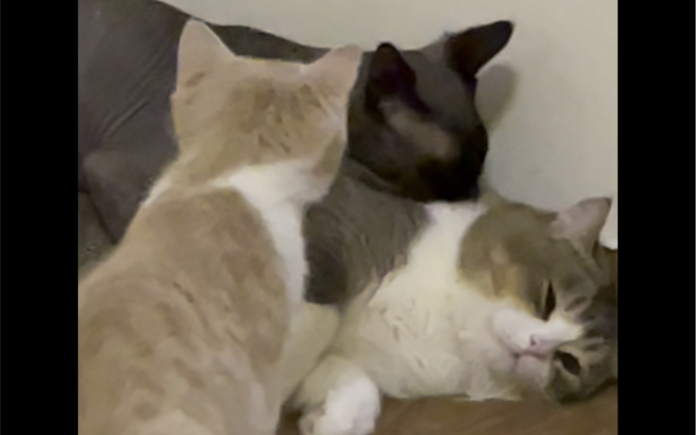 我不信家里没有一只公猫是直的！-Caesar-Cat-Caesar-Cat-哔哩哔哩视频