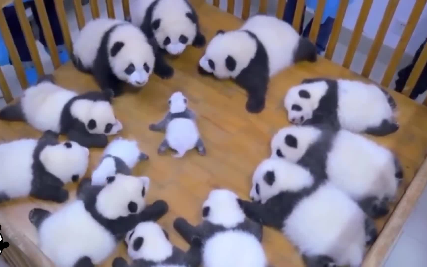 熊猫视频yy8y-搜索结果-6li6在线工具箱