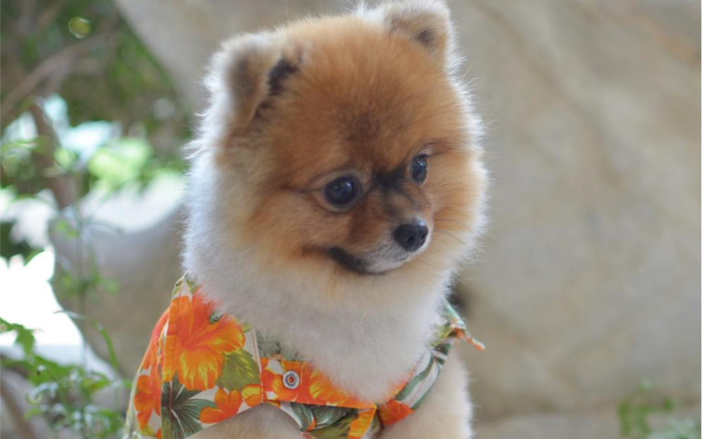 [Chopper]chopper 真的走不动道了要_哔哩哔哩_bilibili