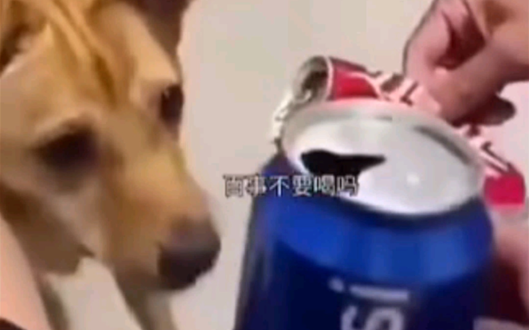 百事？狗都不喝！_哔哩哔哩_bilibili