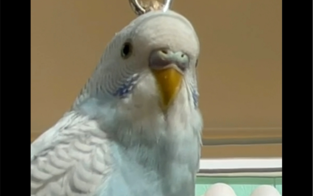 一个宠物UP主家里的魔咒...-Caesar-Cat-Caesar-Cat-哔哩哔哩视频