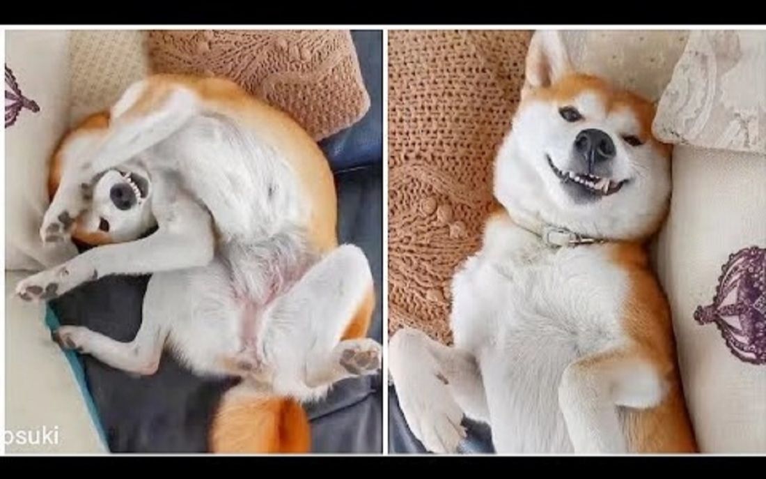 【柴犬Shiro Suki】在主人面前，柴妈Suki还是一个大宝宝~_哔哩哔哩_bilibili