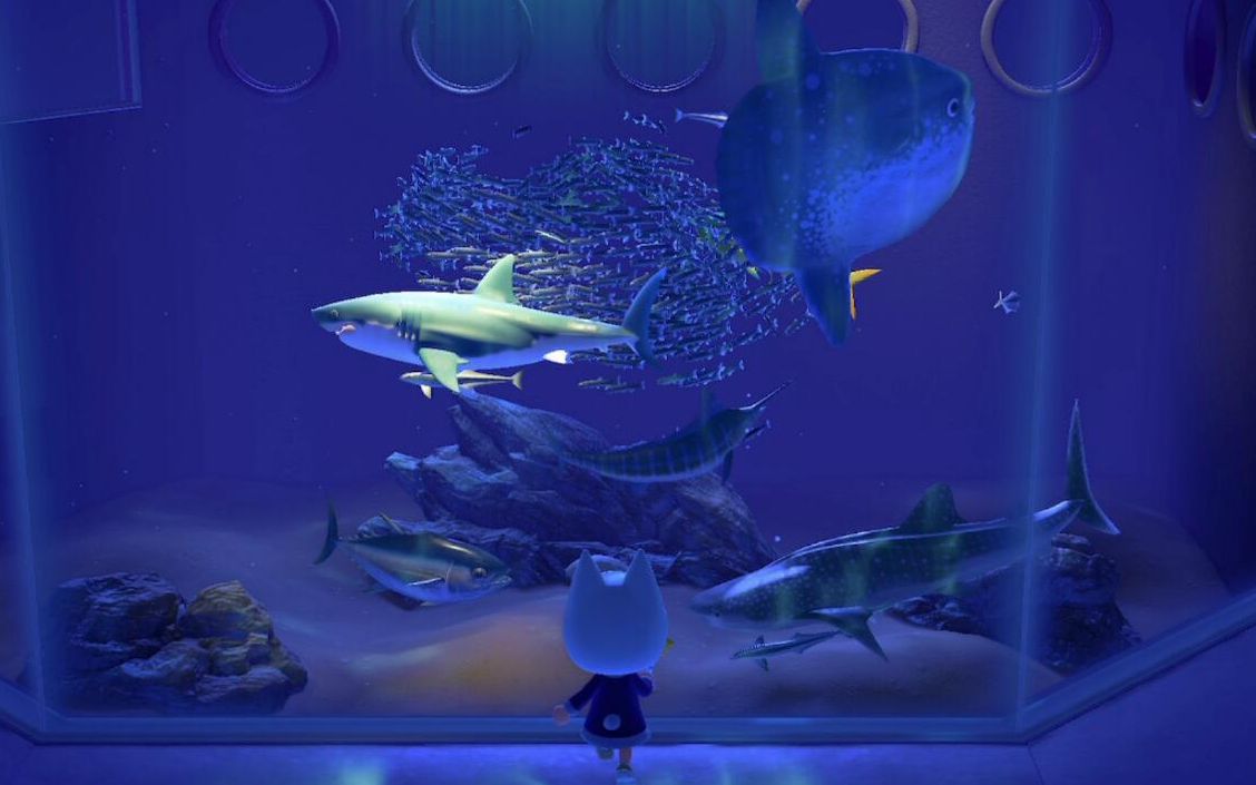 动物之森-当你捐赠70+条鱼后的博物馆_哔哩哔哩_bilibili